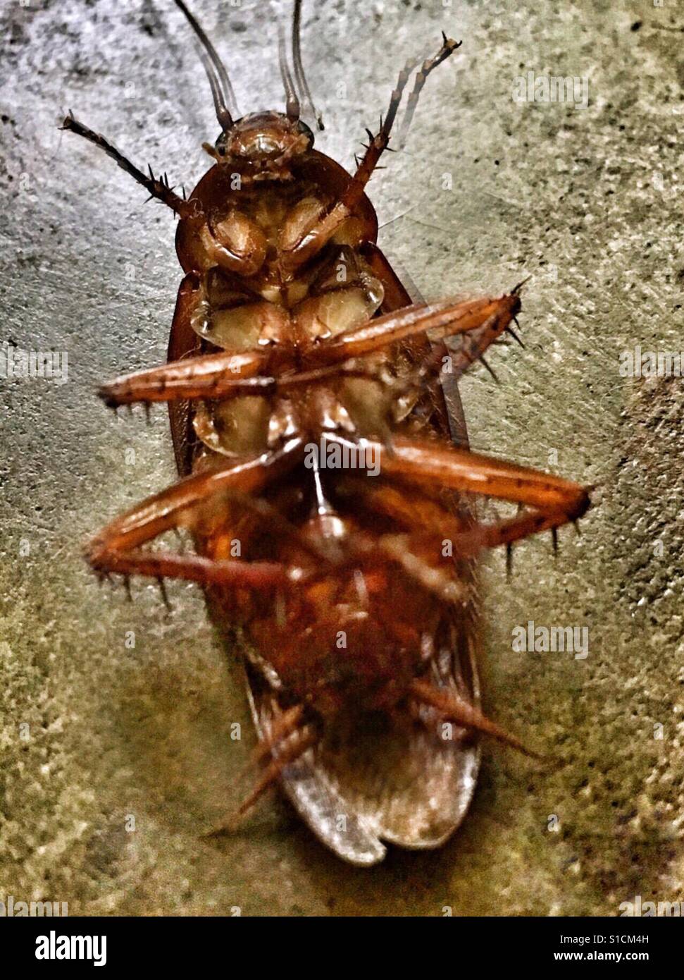 Cockroach on its back with a motion effect Stock Photo - Alamy