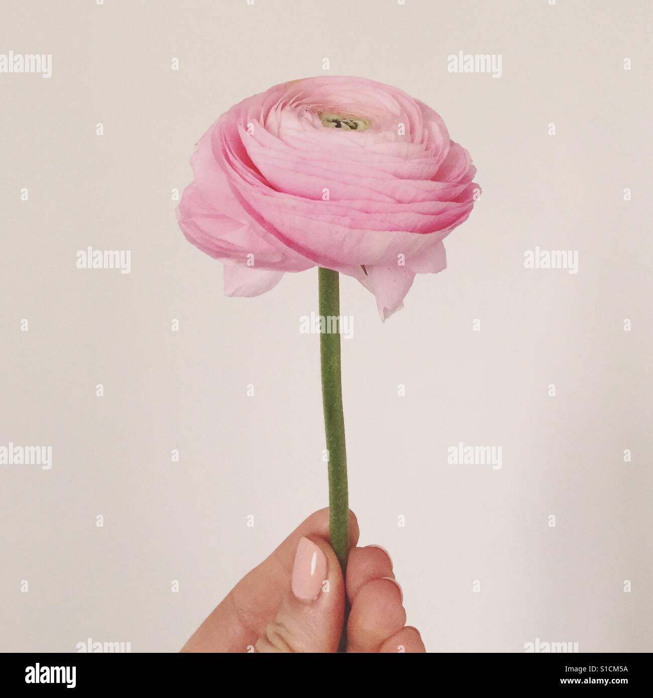 Pink ranunculus flower hi-res stock photography and images - Alamy