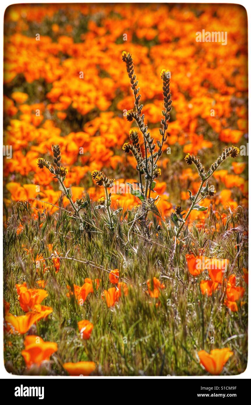 Native california flower hi-res stock photography and images - Alamy