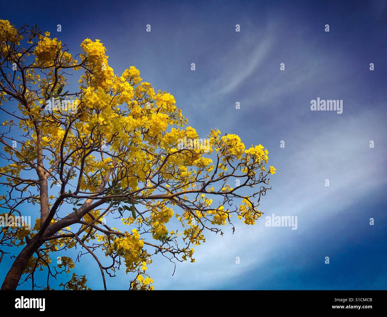 Tabebuia chrysantha, yellow flowers blossom in summer on blue sky ...