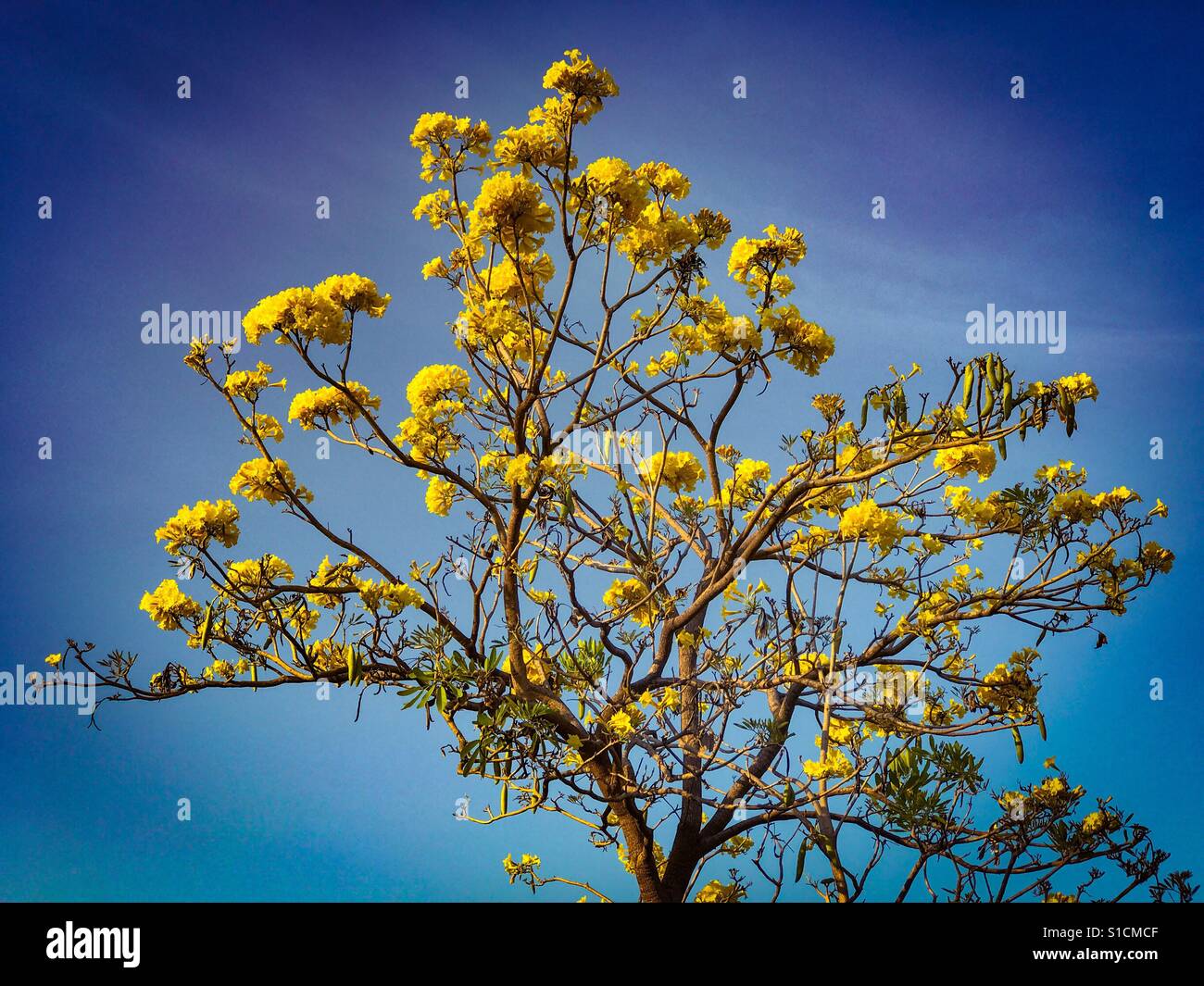 Tabebuia chrysantha hi-res stock photography and images - Alamy