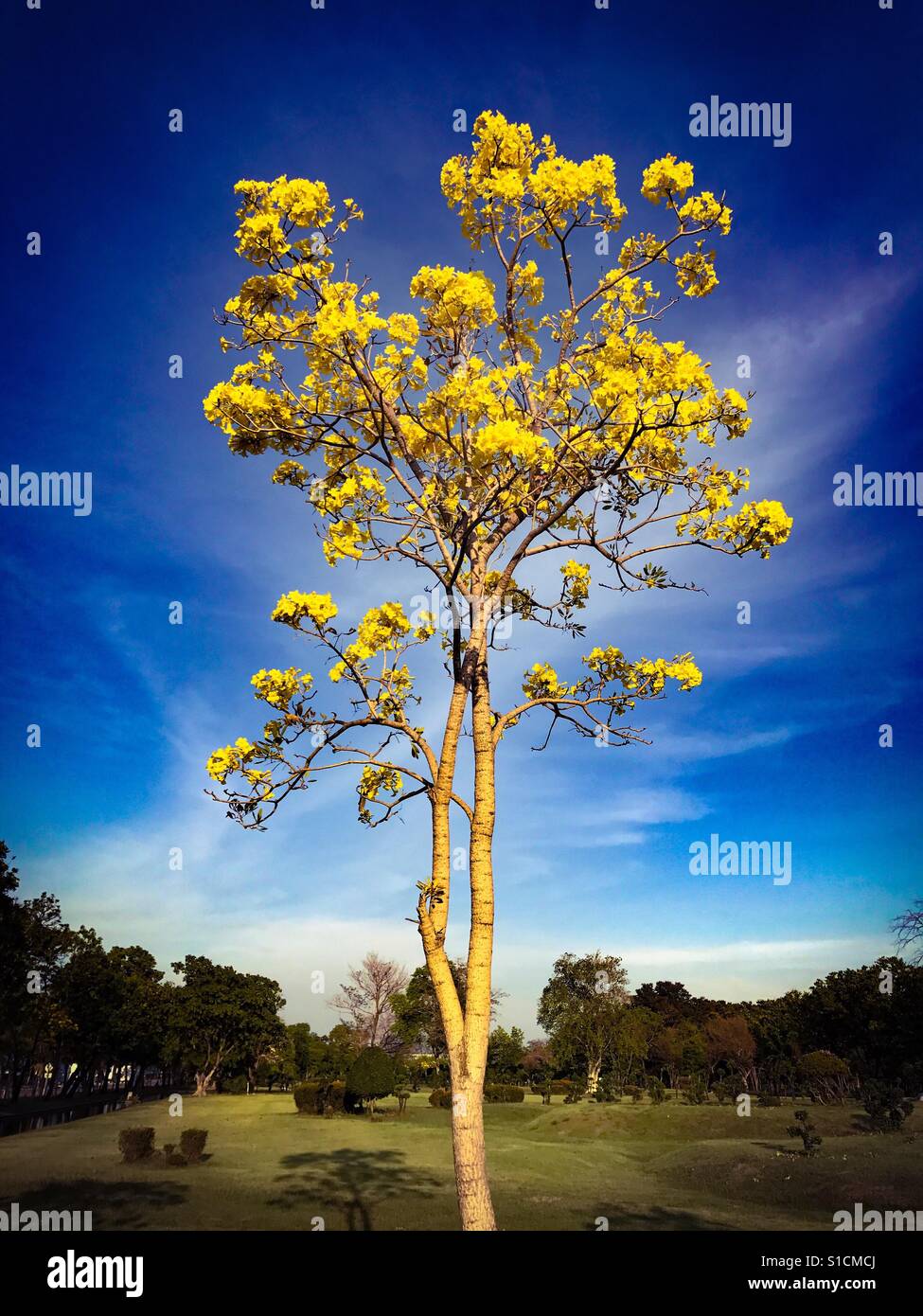 Tabebuia chrysantha, yellow flowers blossom in summer on blue sky ...