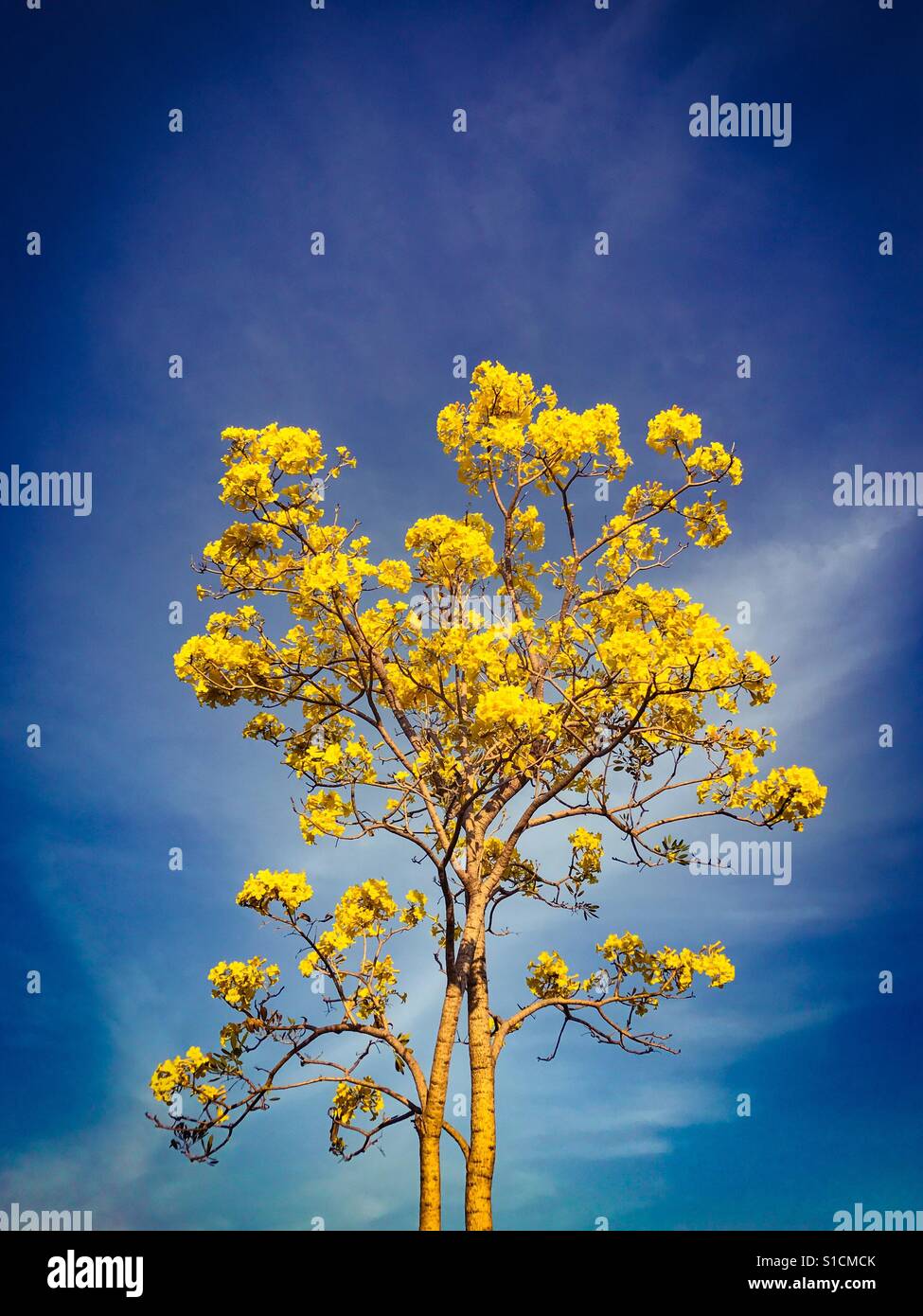 Tabebuia chrysantha hi-res stock photography and images - Alamy