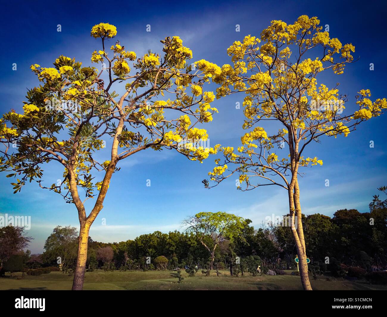 Tabebuia Chrysantha High Resolution Stock Photography and Images - Alamy