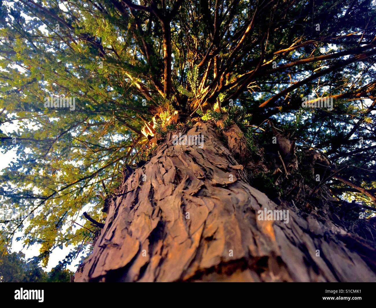 Barky hi-res stock photography and images - Alamy