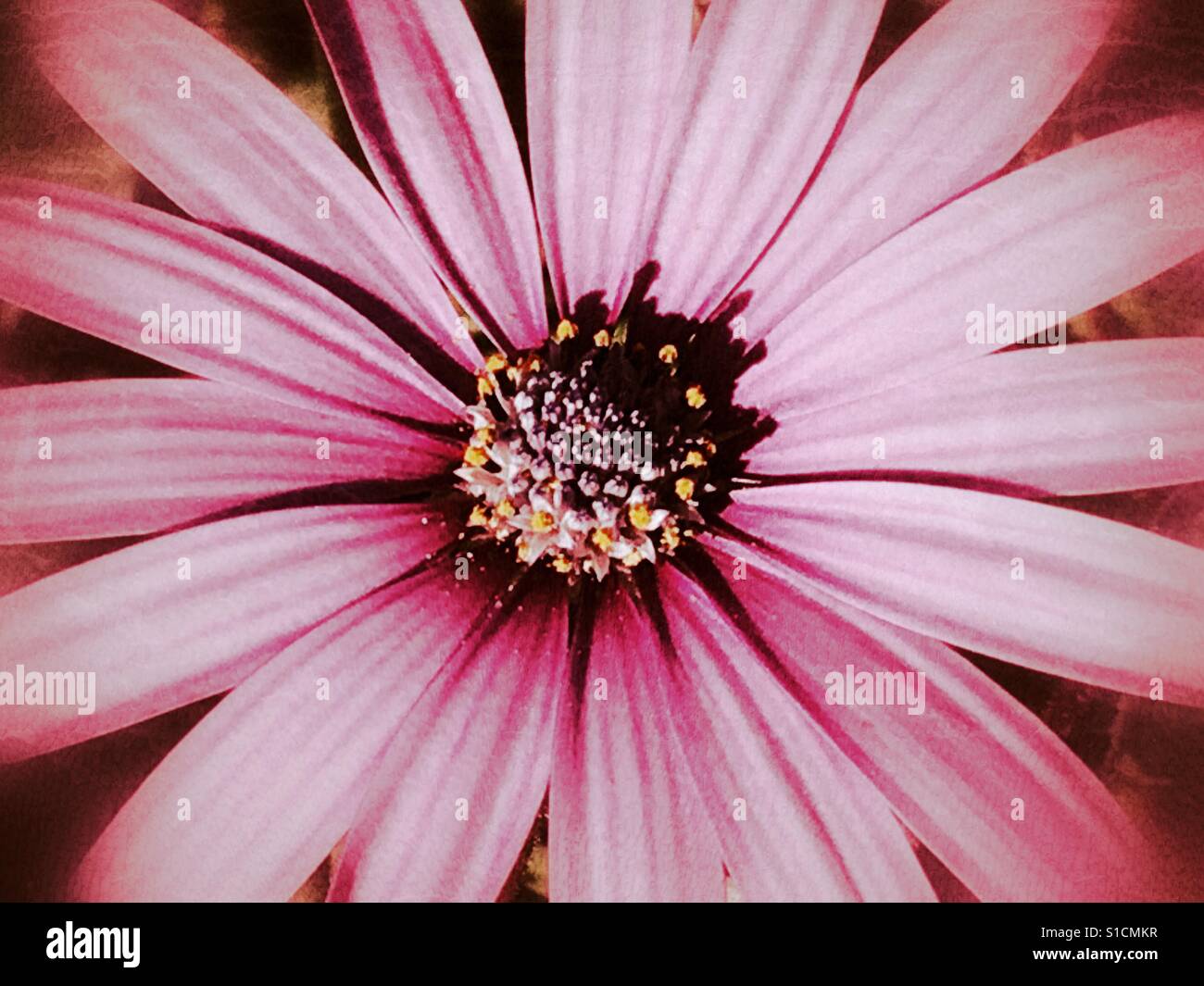 Osteospermum red hi-res stock photography and images - Alamy