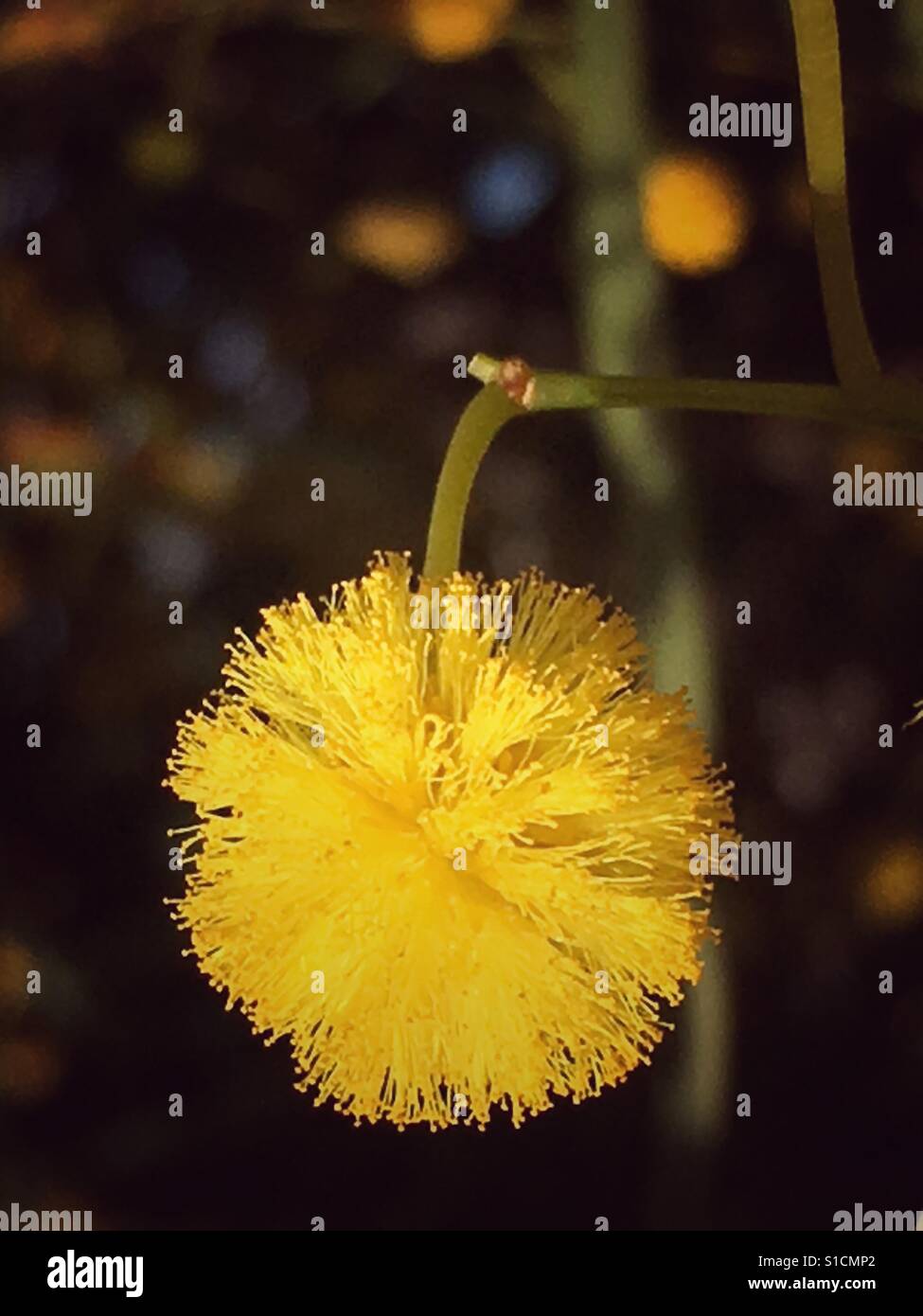Mimosa tree flower hi-res stock photography and images - Alamy