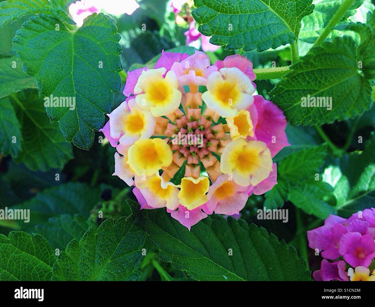Happy flower hi-res stock photography and images - Alamy