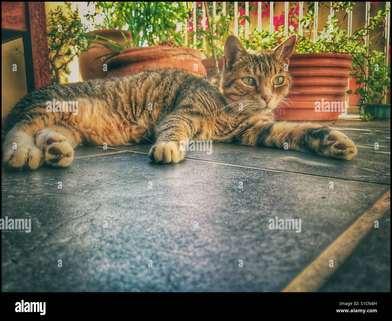 Stoep hi-res stock photography and images - Alamy