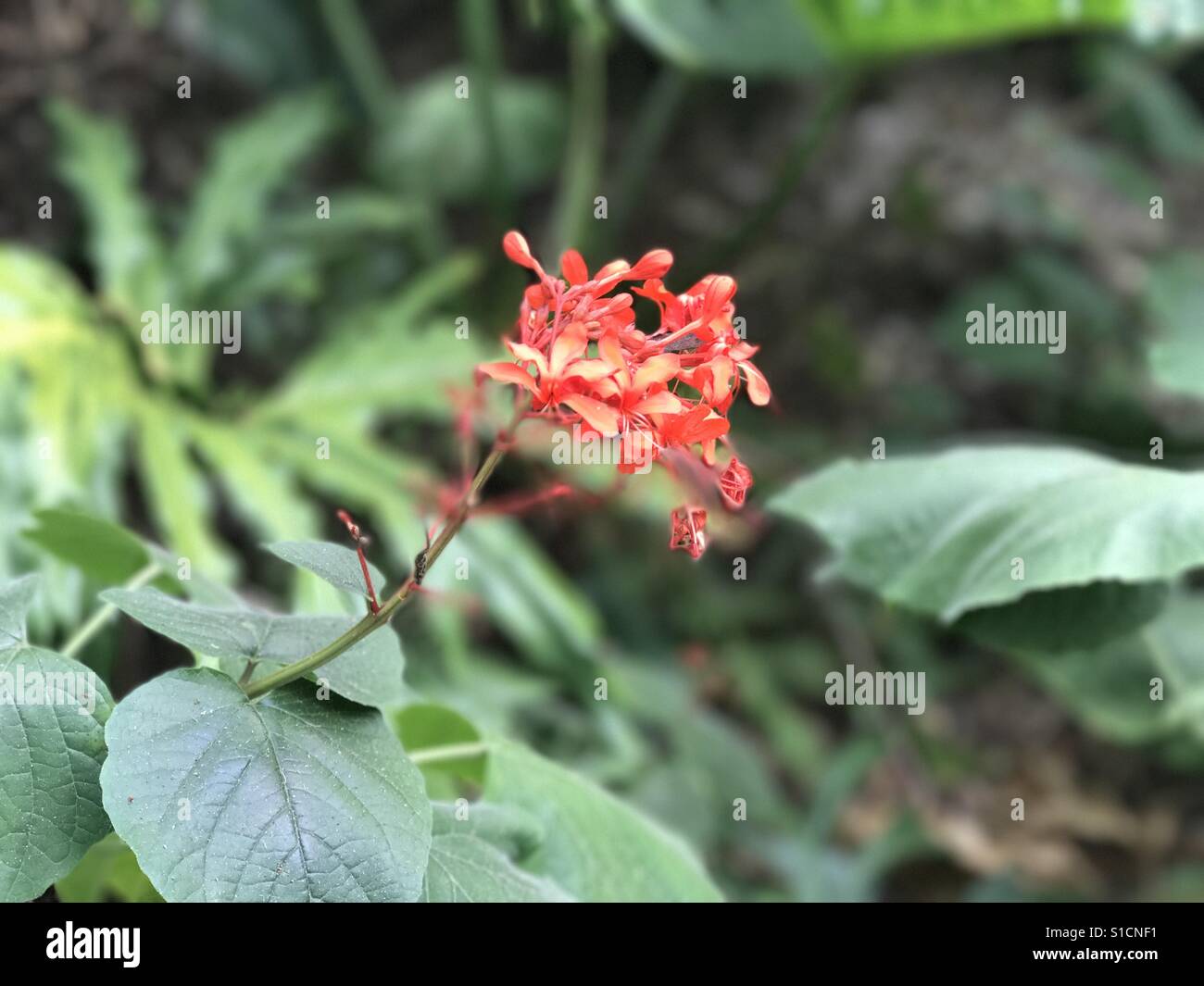 Flower picture with depth effect Stock Photo - Alamy