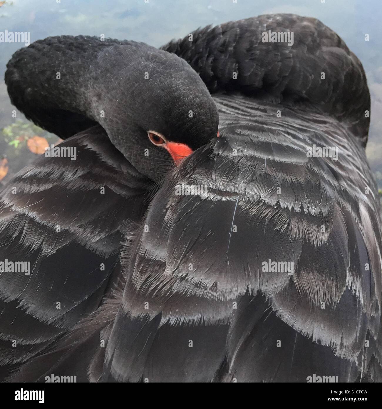 Black nape bird hi-res stock photography and images - Alamy