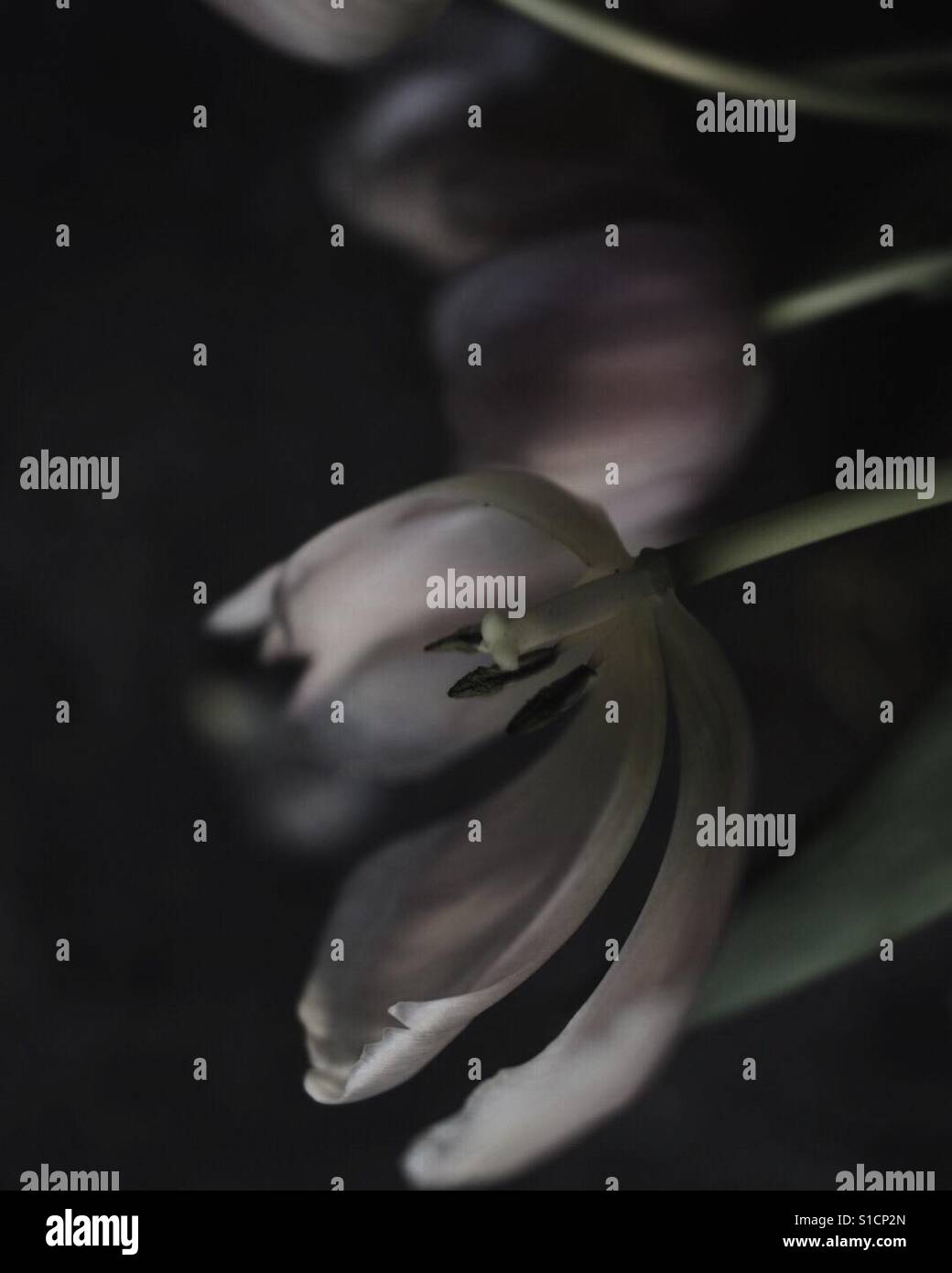 Night flowers hi-res stock photography and images - Alamy
