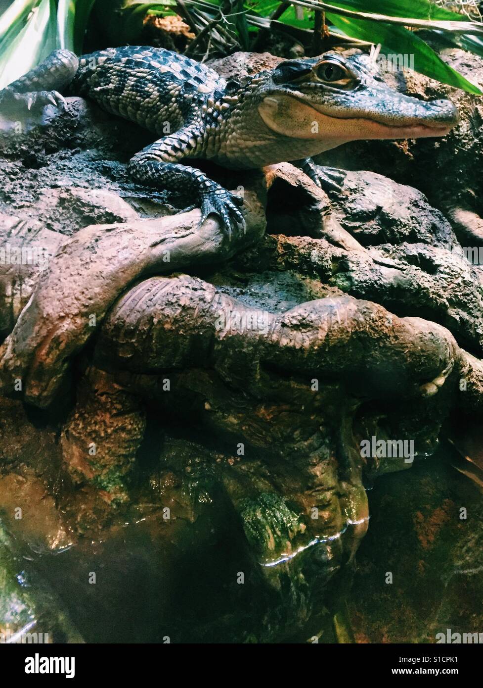 Baby Alligator Stock Photos & Baby Alligator Stock Images - Alamy