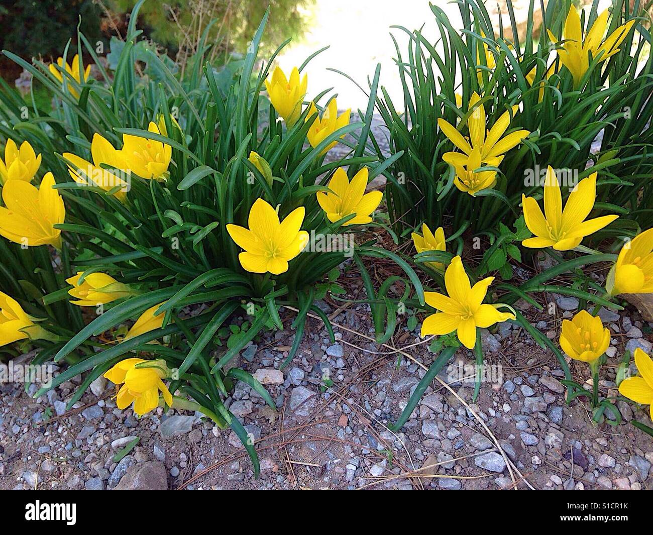 Vibrant yellow colors hi-res stock photography and images - Alamy