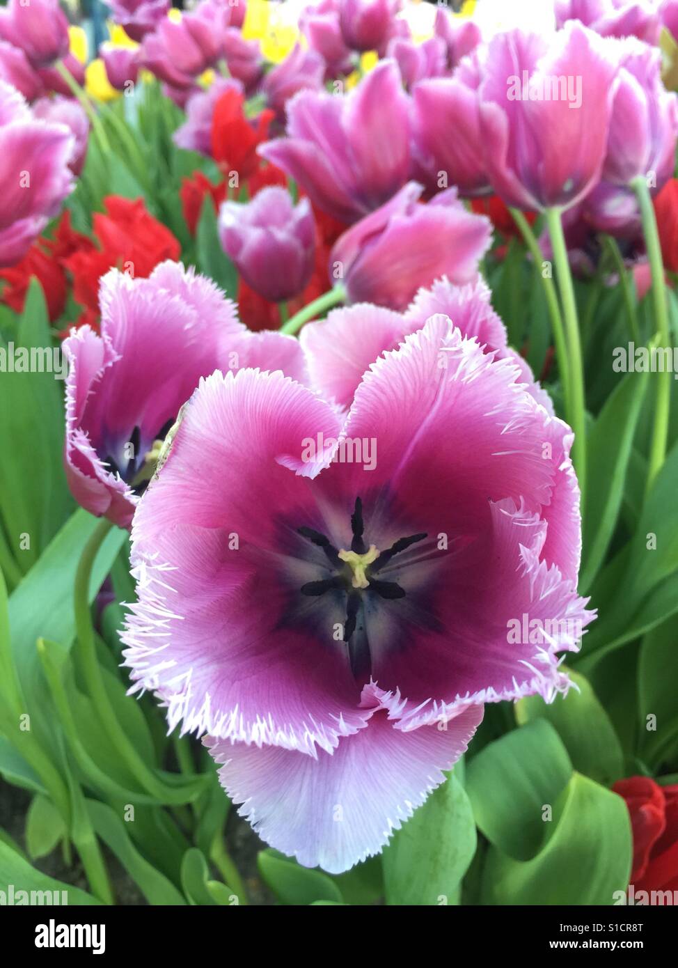 Curly petals hi-res stock photography and images - Alamy