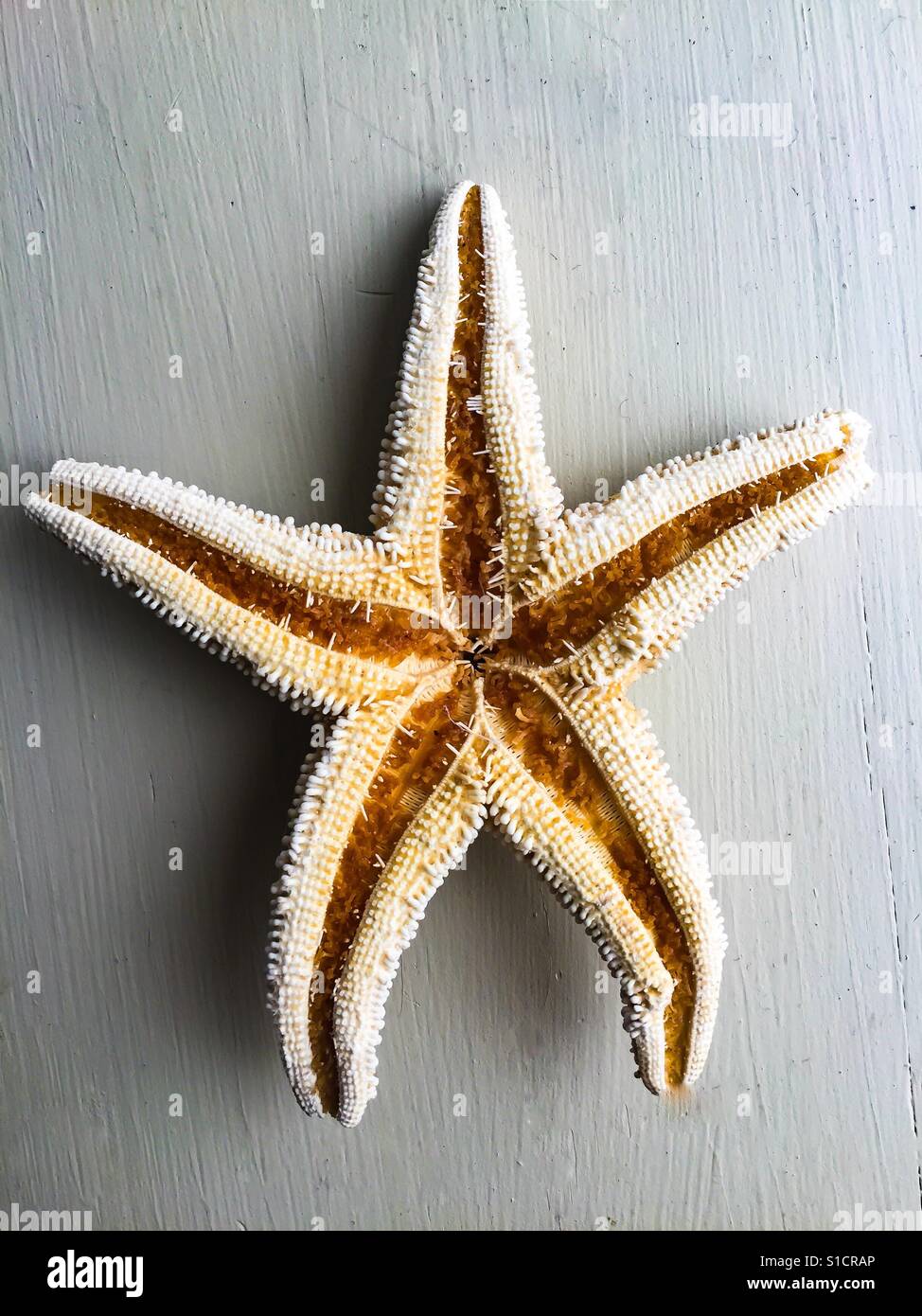Star fish, underside Stock Photo - Alamy