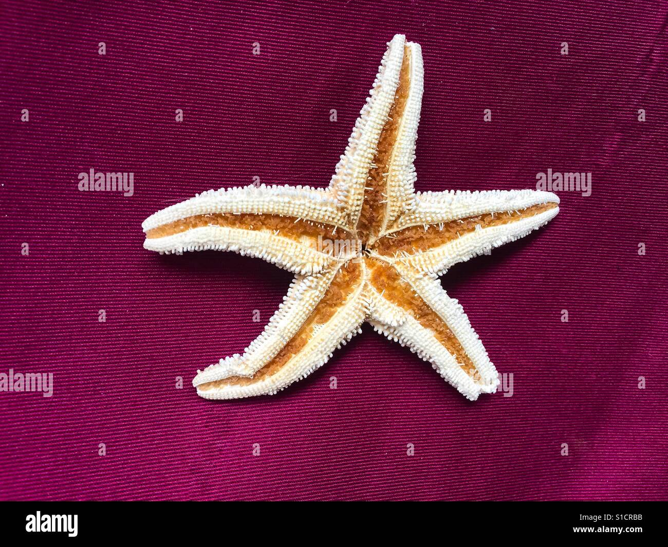 Starfish Upside Down High Resolution Stock Photography and Images - Alamy