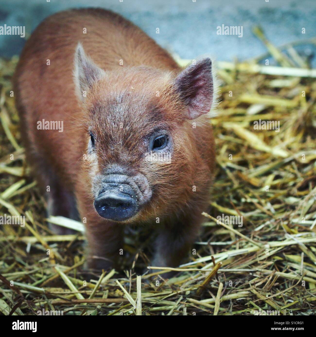 Piglet cute hi-res stock photography and images - Alamy