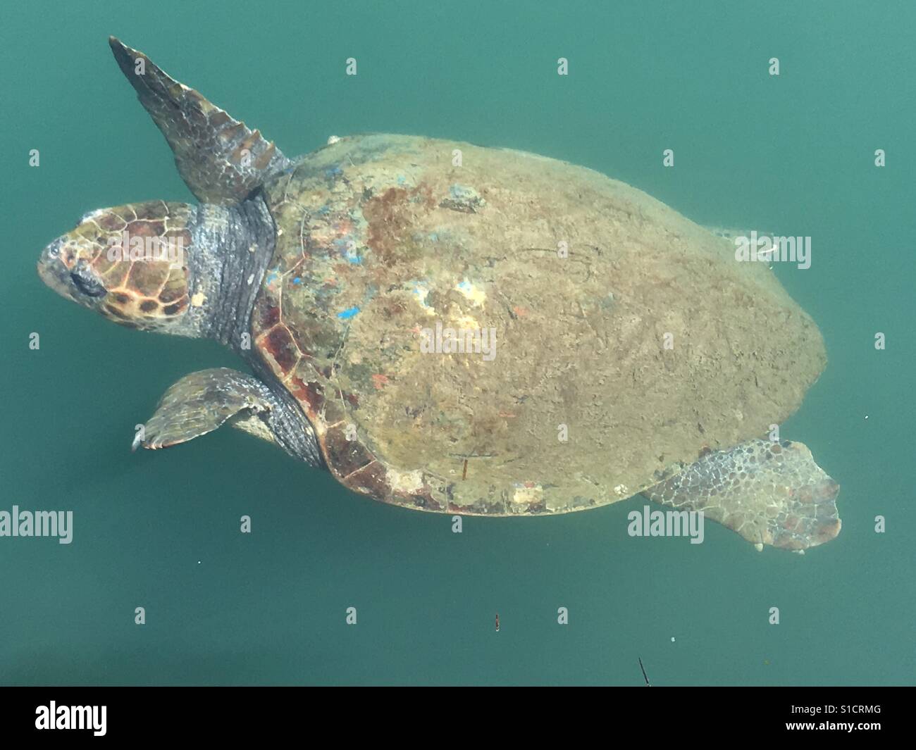 Sea turtle swimming harbour hi-res stock photography and images - Alamy