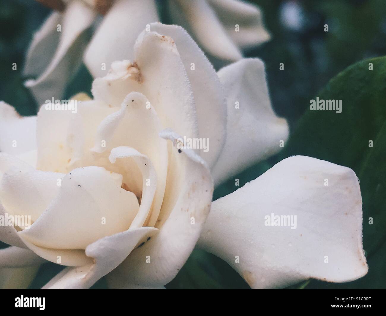 Dirty Flower High Resolution Stock Photography and Images - Alamy