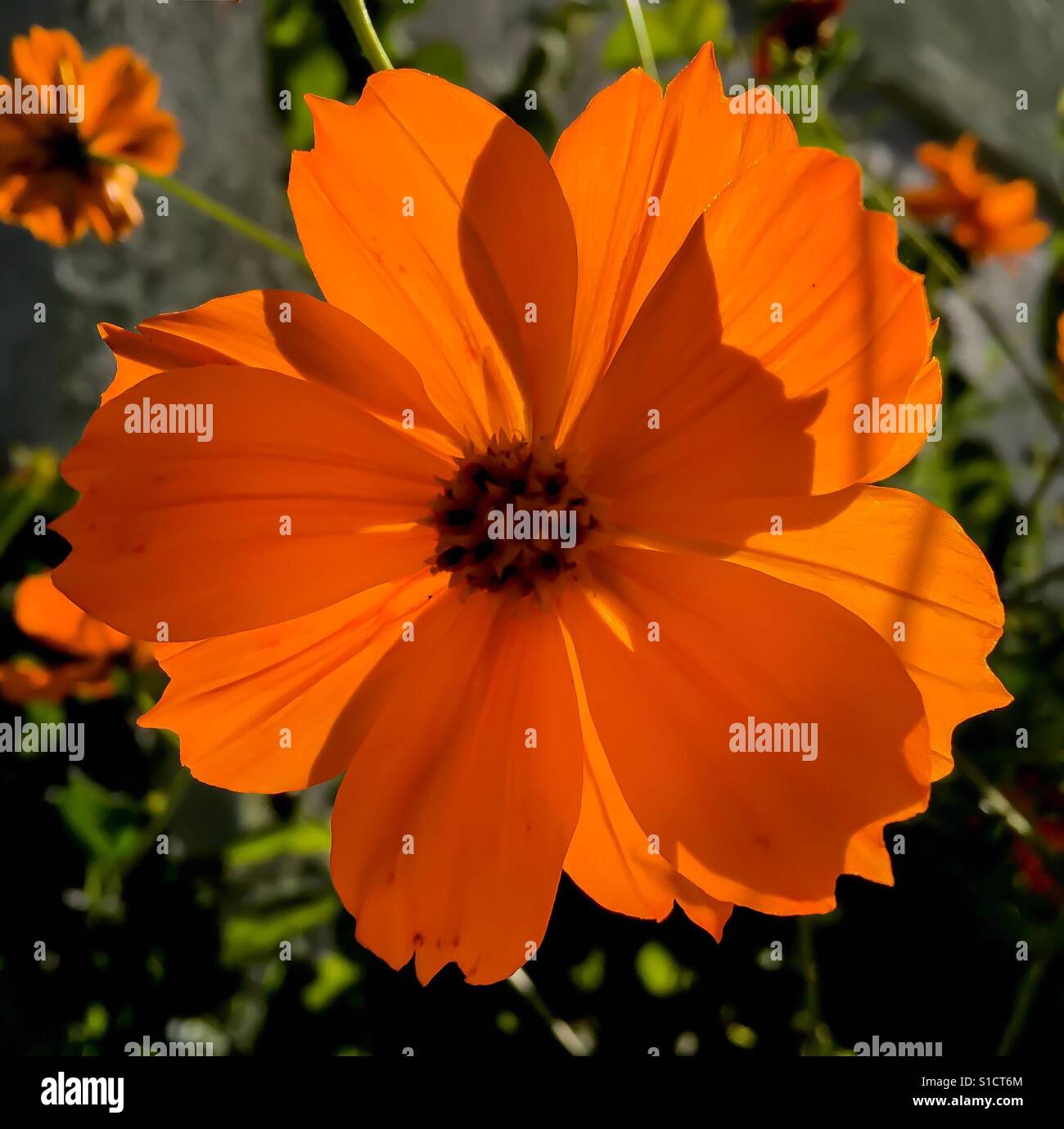 Outside orange flower hi-res stock photography and images - Alamy