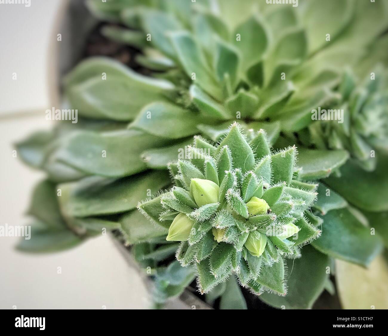 Bud succulent hi-res stock photography and images - Alamy