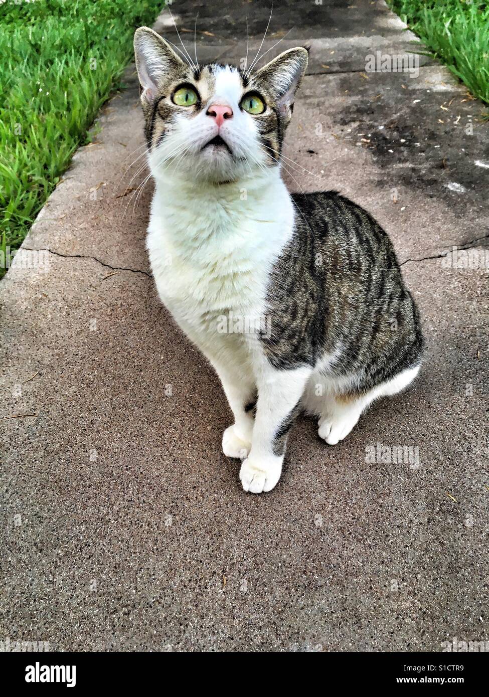 Cat watching the birds Stock Photo - Alamy