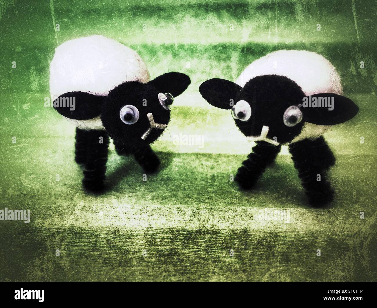 Two white sheep hi-res stock photography and images - Alamy
