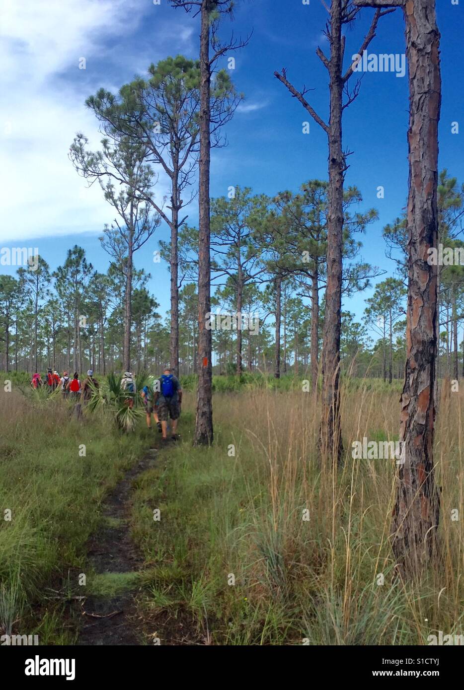 Scrub pine hi-res stock photography and images - Alamy
