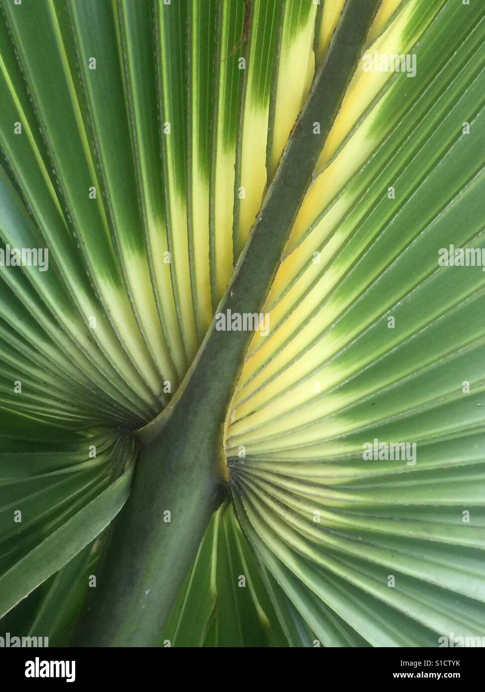 Palm Frond Texture High Resolution Stock Photography and Images - Alamy