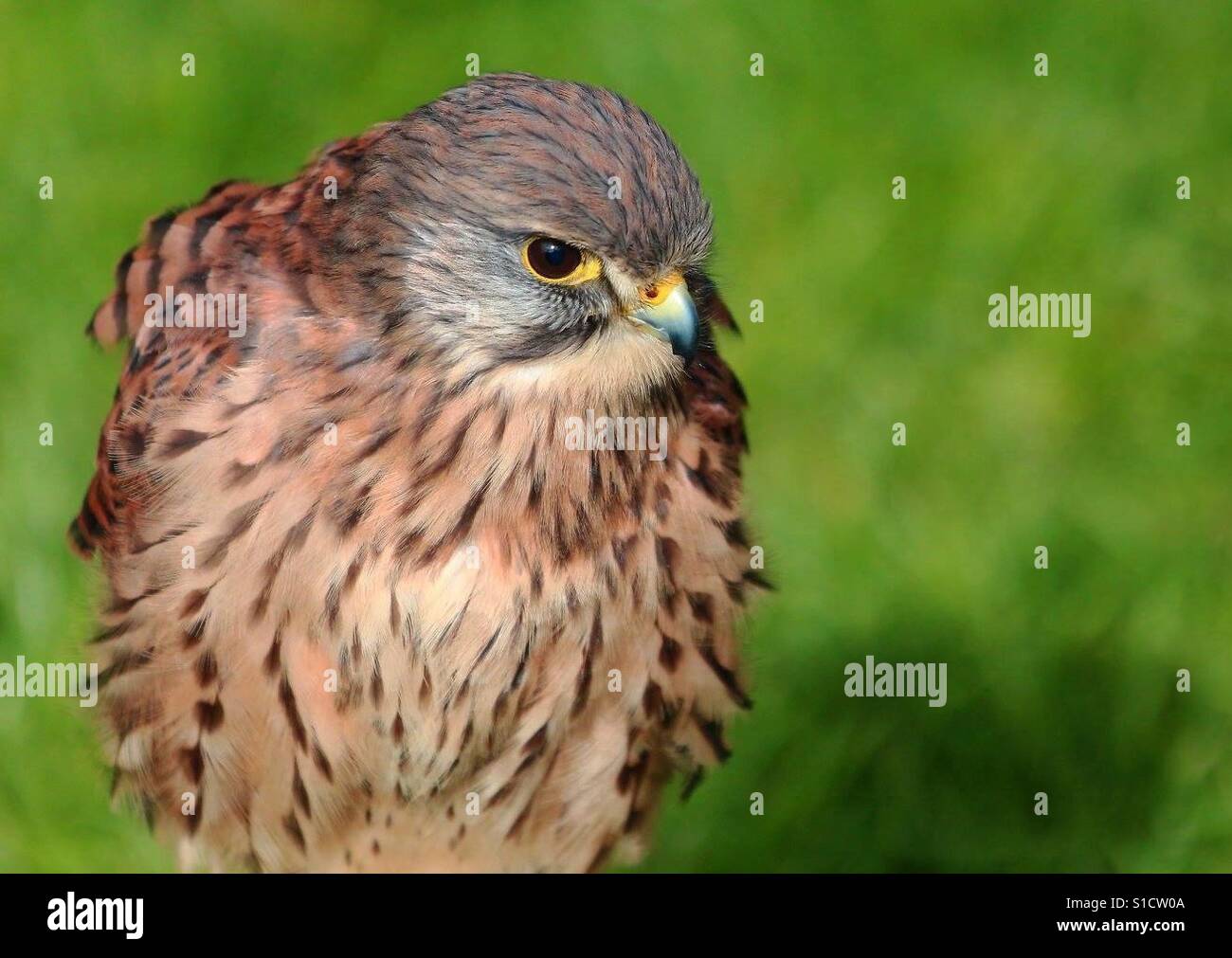 Ruffled Bird of Prey Stock Photo - Alamy