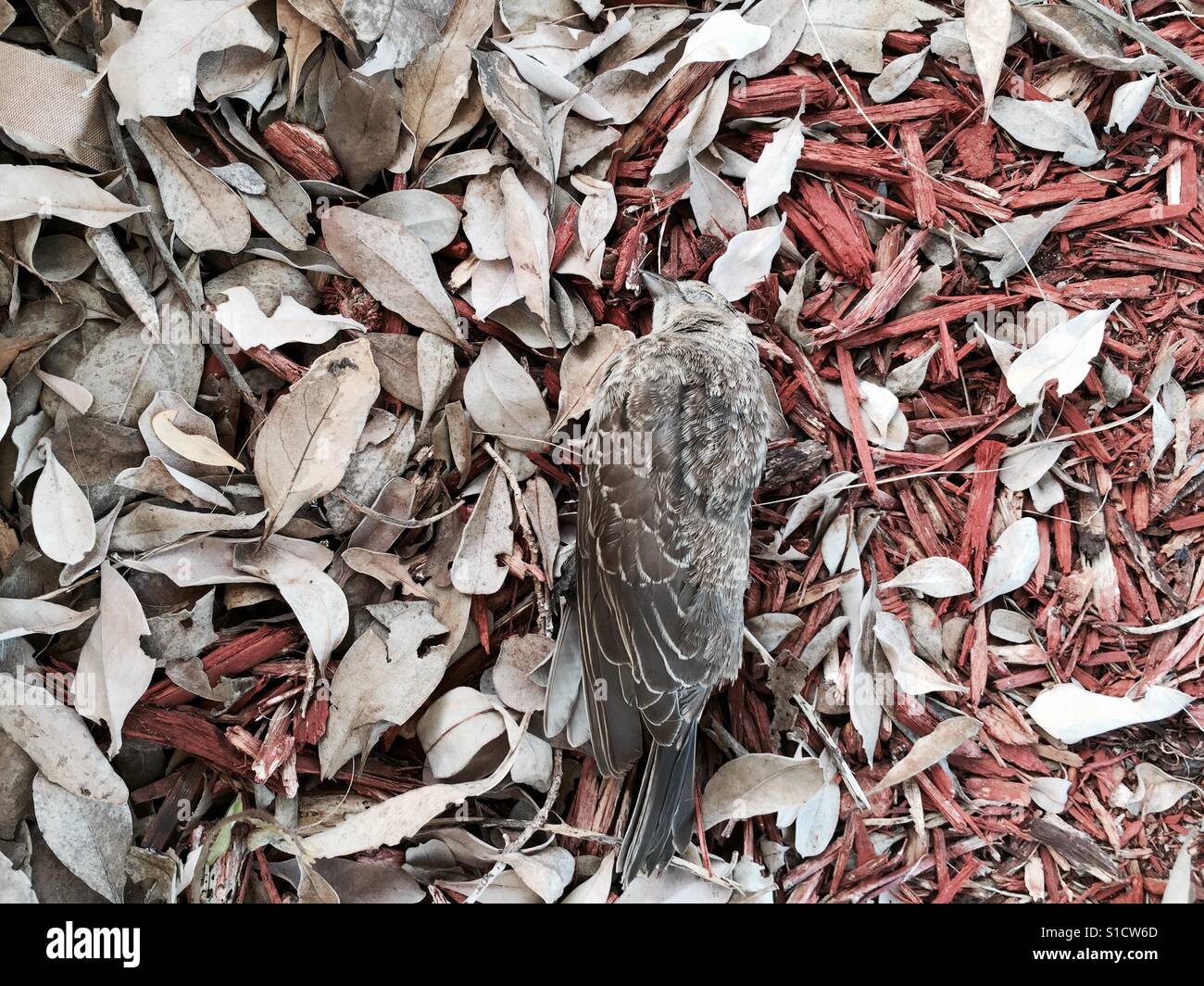 Rest in peace, beauty. This bird flew into a large window at a train ...