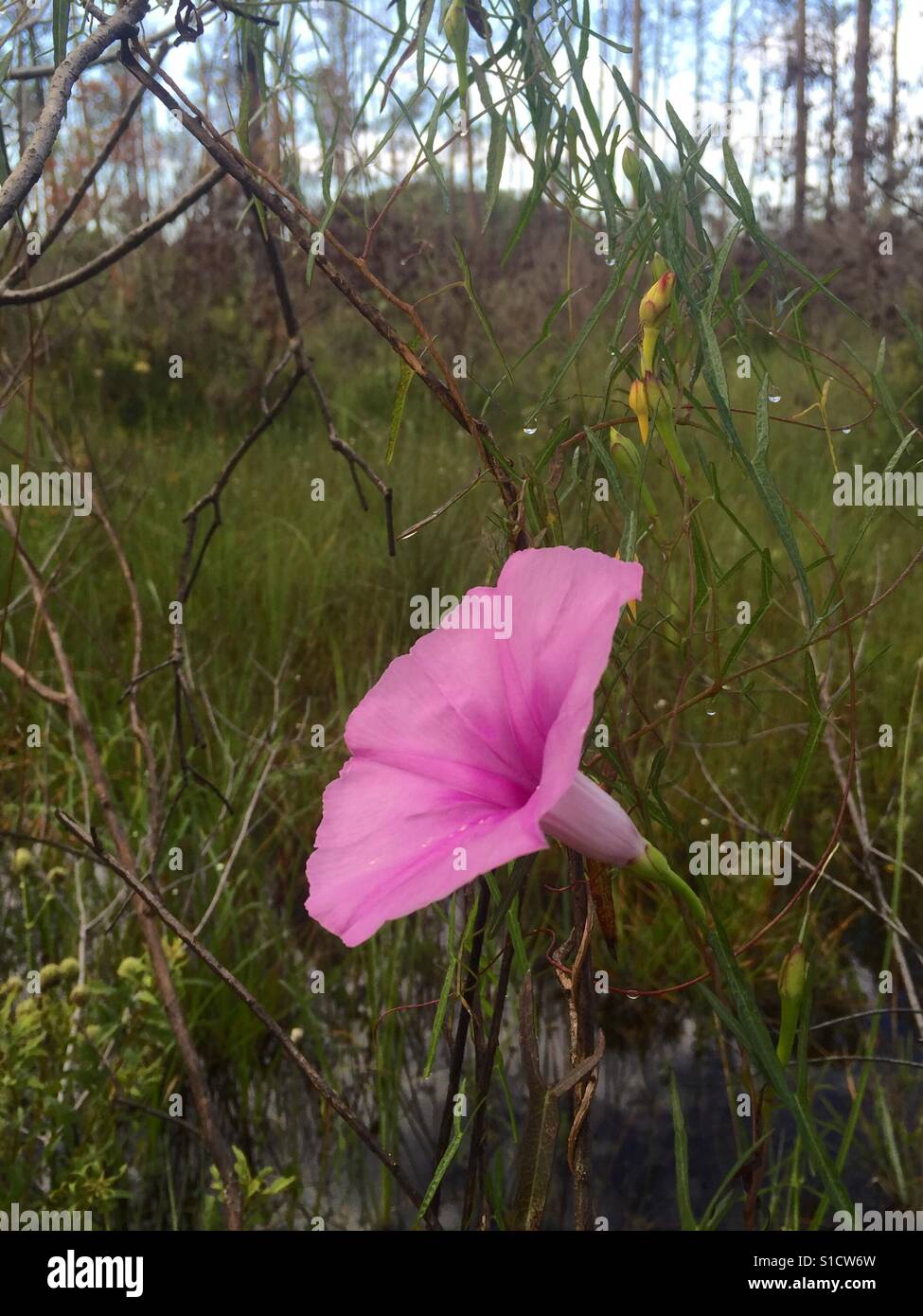 Flower that welcomes spring hi-res stock photography and images - Alamy