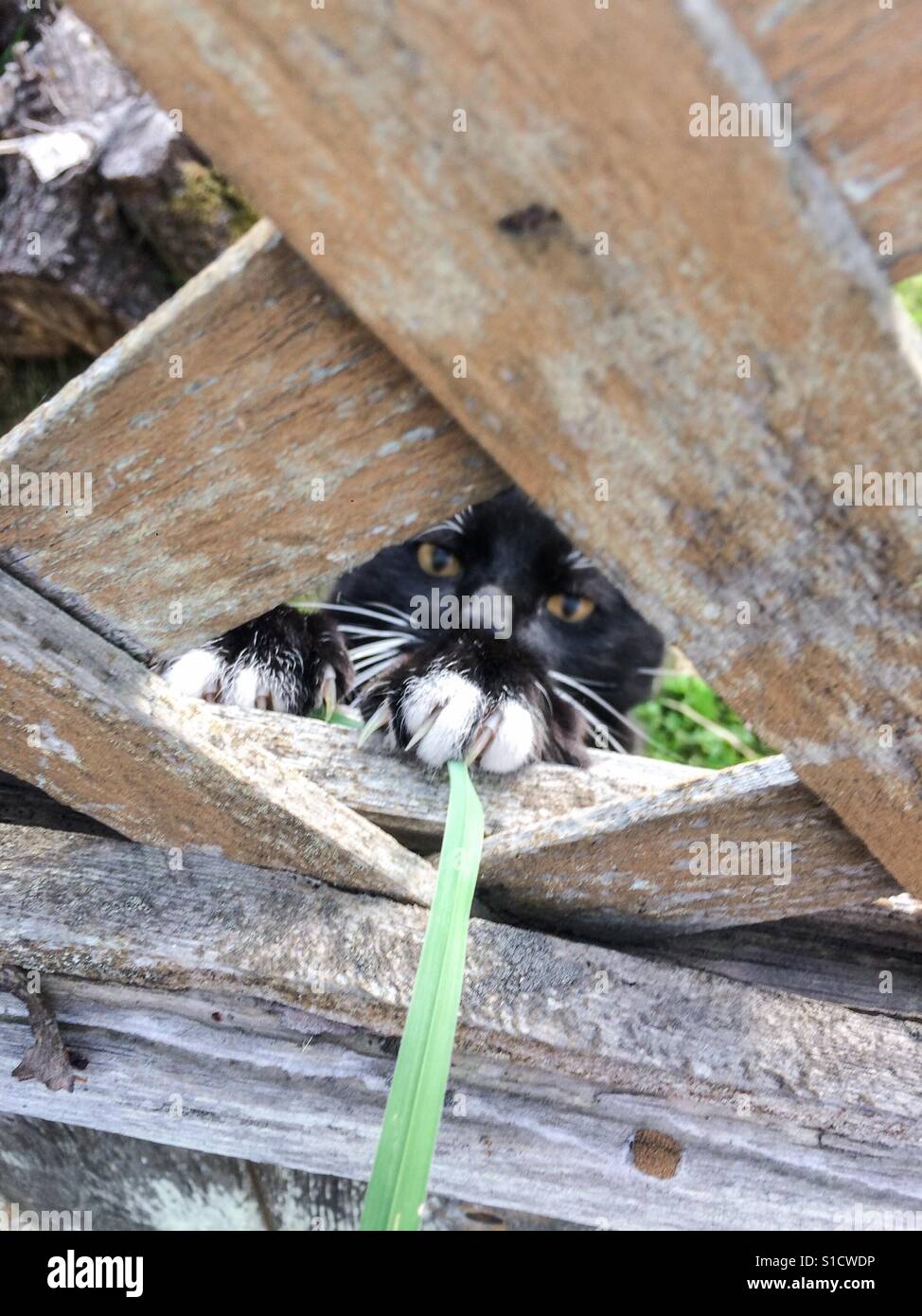 Sneaky kitty hi-res stock photography and images - Alamy