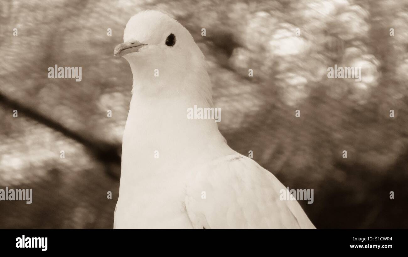 Dove white hi-res stock photography and images - Alamy