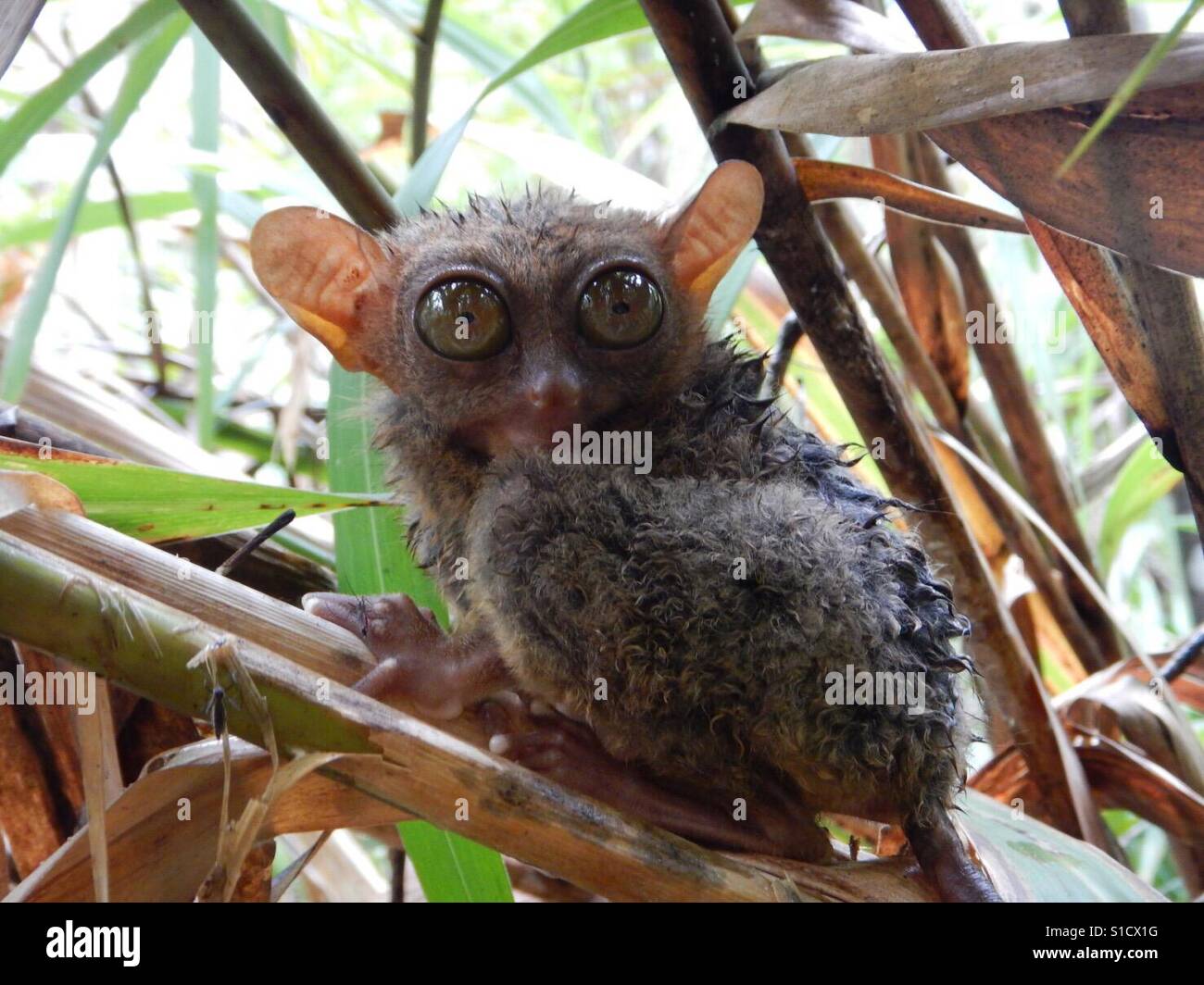 Tarsier sanctuary philippines hi-res stock photography and images - Alamy