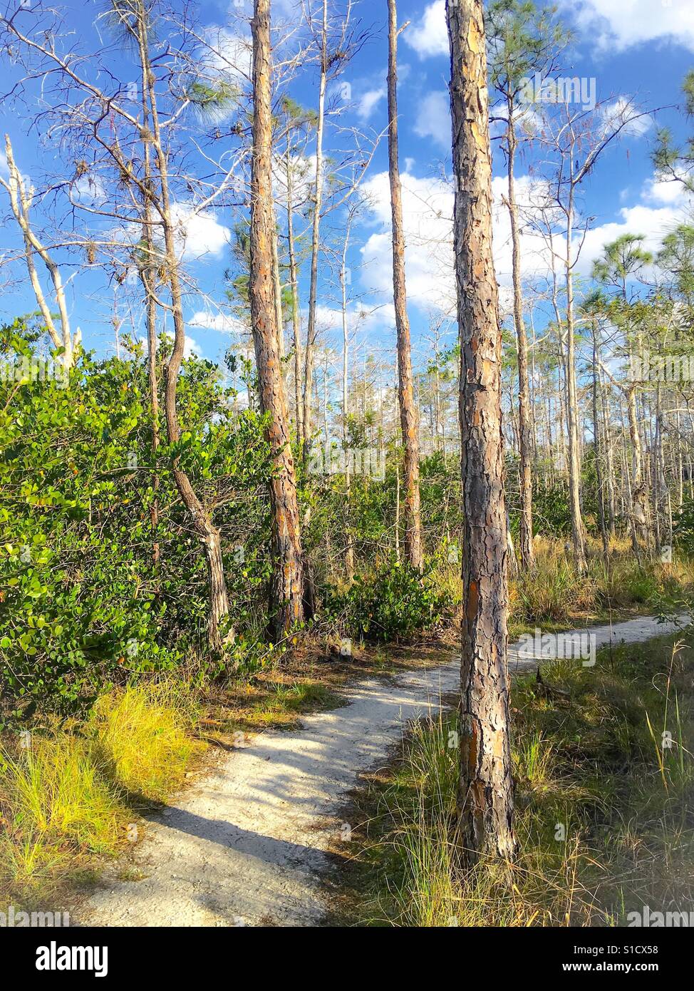 Trail with cypress trees hi-res stock photography and images - Alamy