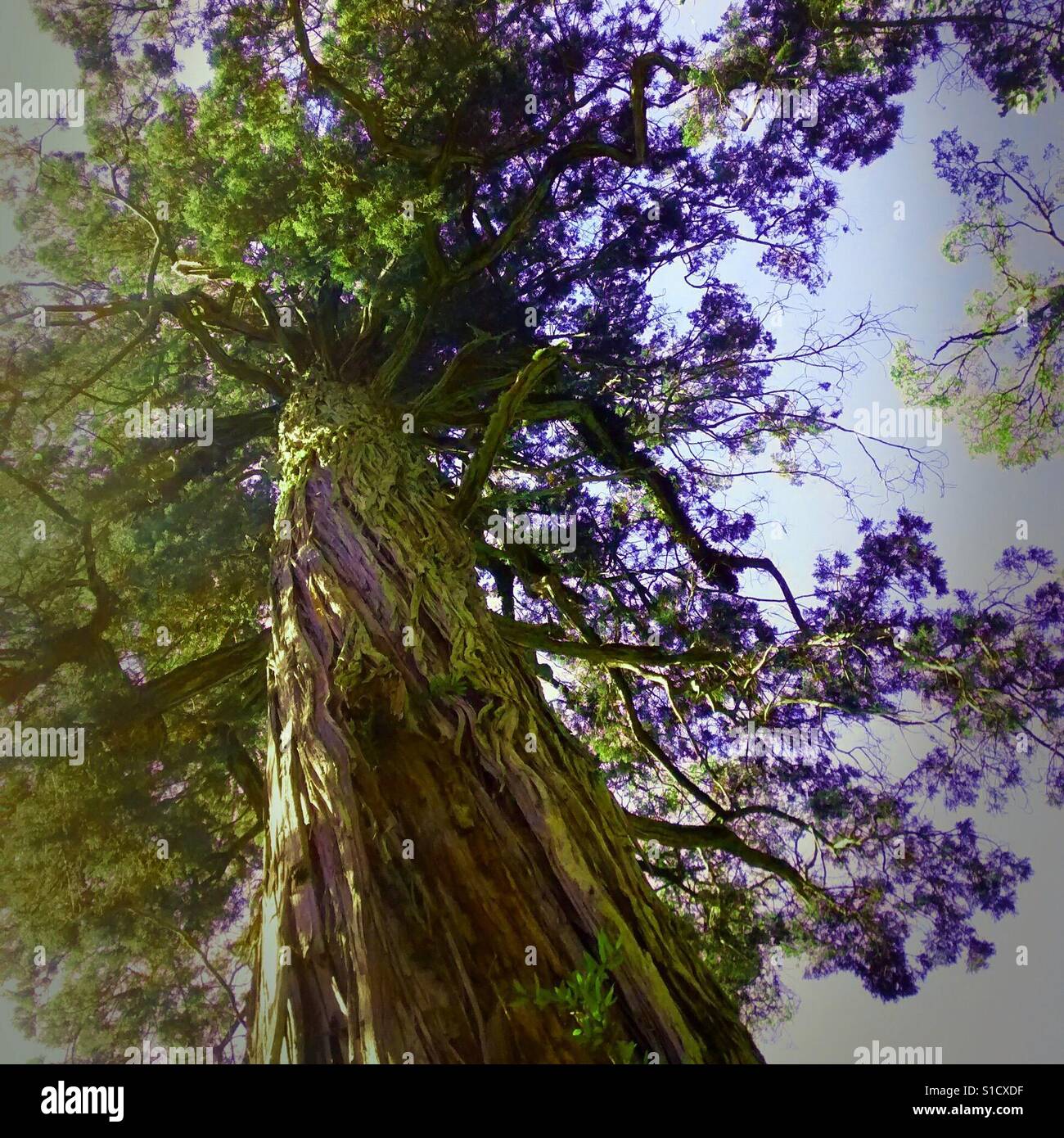 Alerce trees, Lake District, chile Stock Photo - Alamy