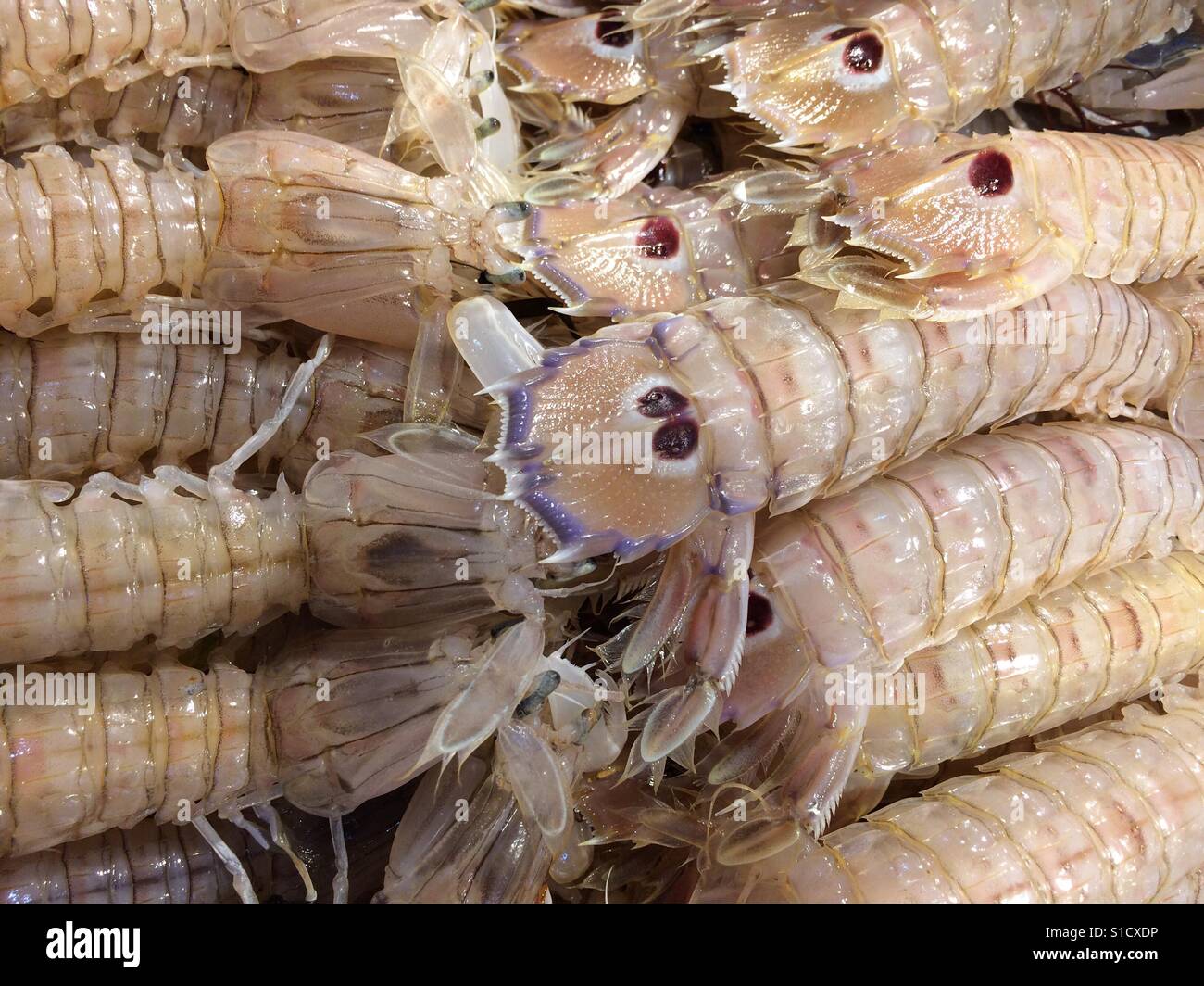 Adriatic prawns, Shellfish at the fish market in Venice Stock Photo - Alamy