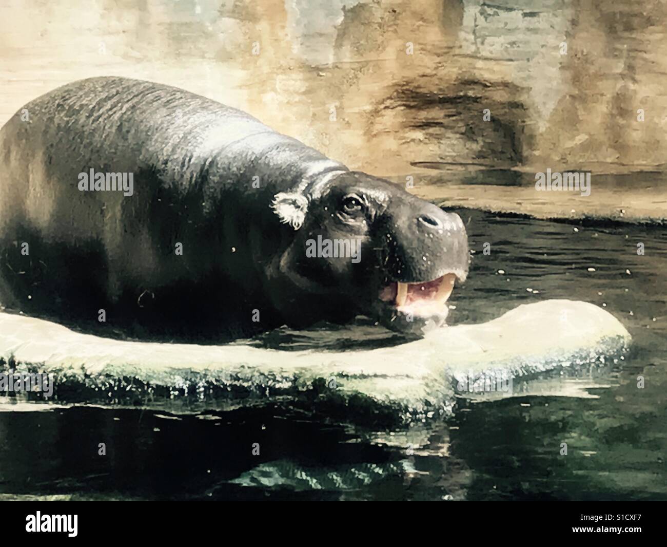 Pygmy hippo hi-res stock photography and images - Alamy