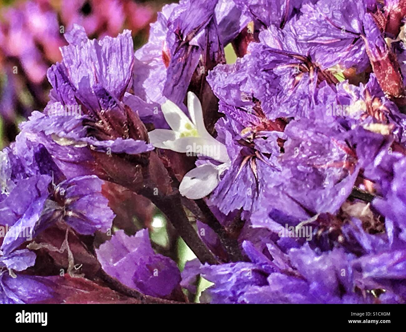 Statice, Everlasting flower Stock Photo - Alamy