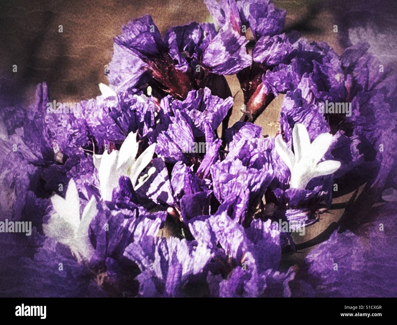 Everlasting flower, Statice Stock Photo - Alamy