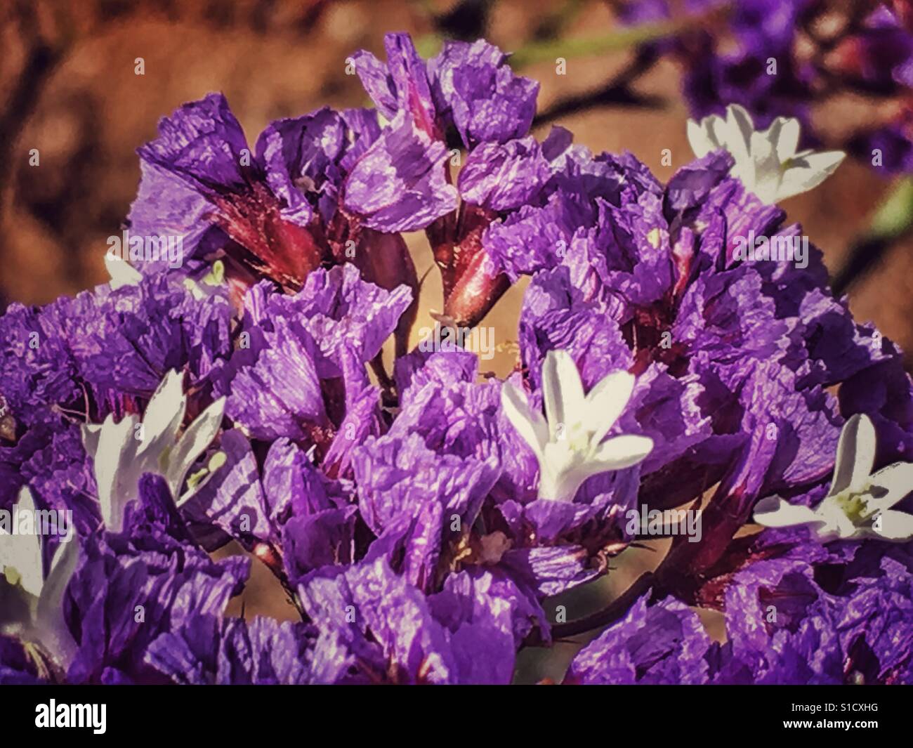 Everlasting flower, Statice Stock Photo - Alamy