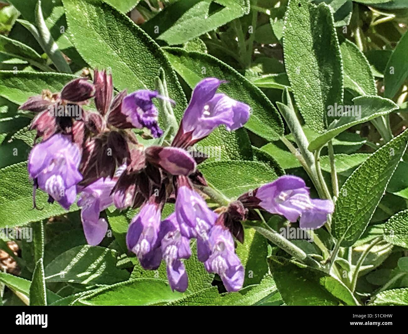 Sage, Salvia officinalis Stock Photo - Alamy