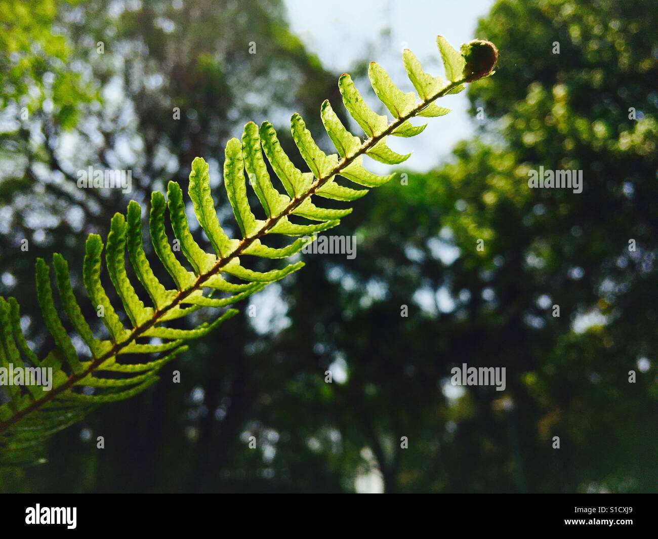 Bracken plant hi-res stock photography and images - Alamy