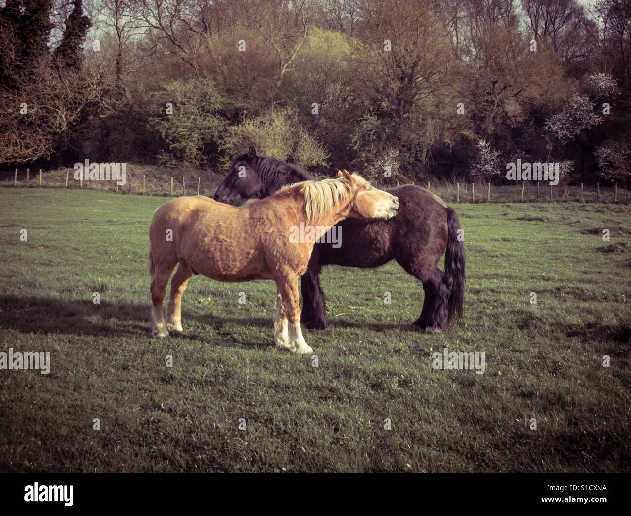 Back scratch hi-res stock photography and images - Alamy