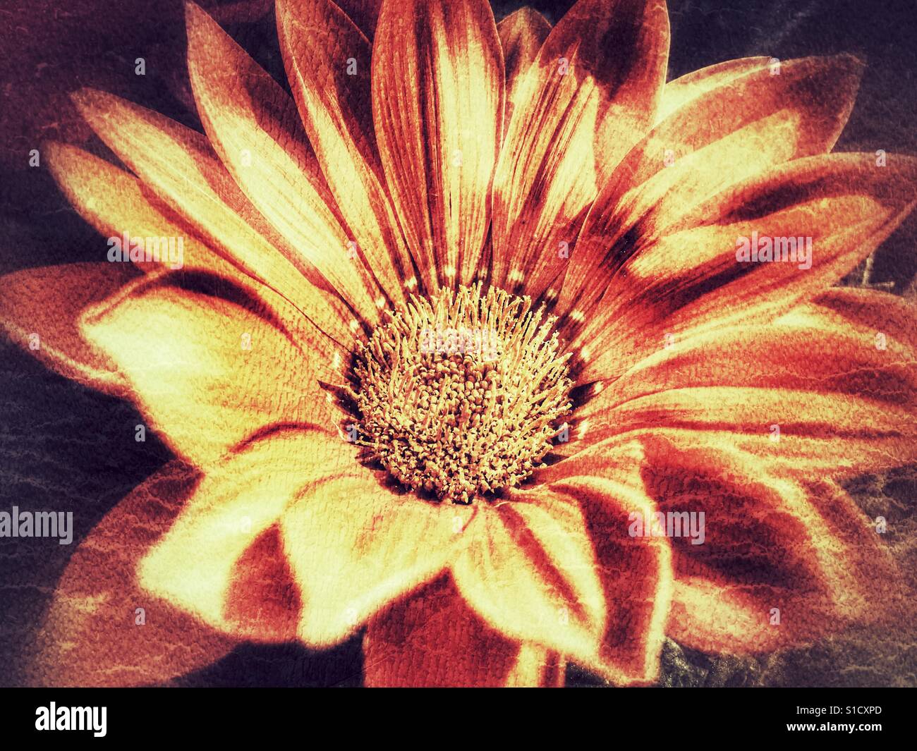 Orange treasure flower hi-res stock photography and images - Alamy