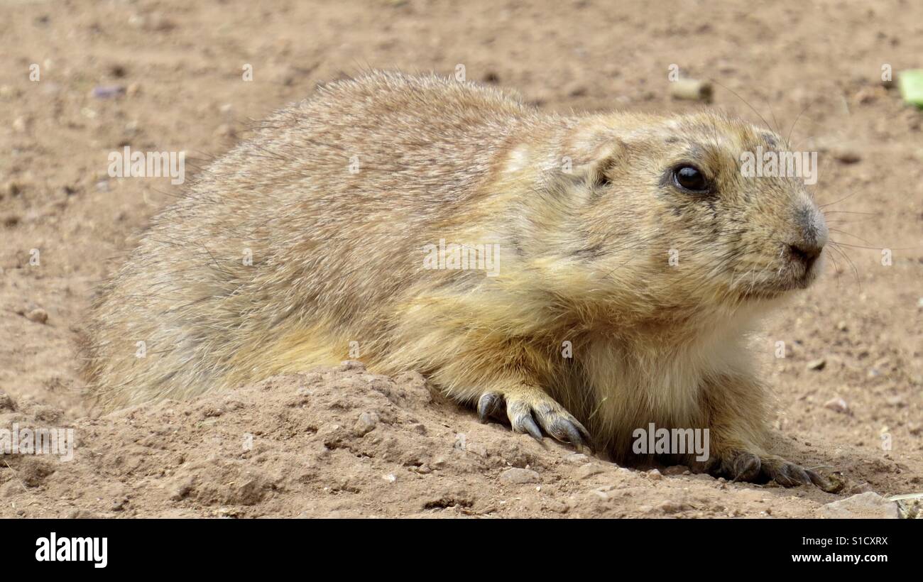 Arizona prairie dog hi-res stock photography and images - Alamy