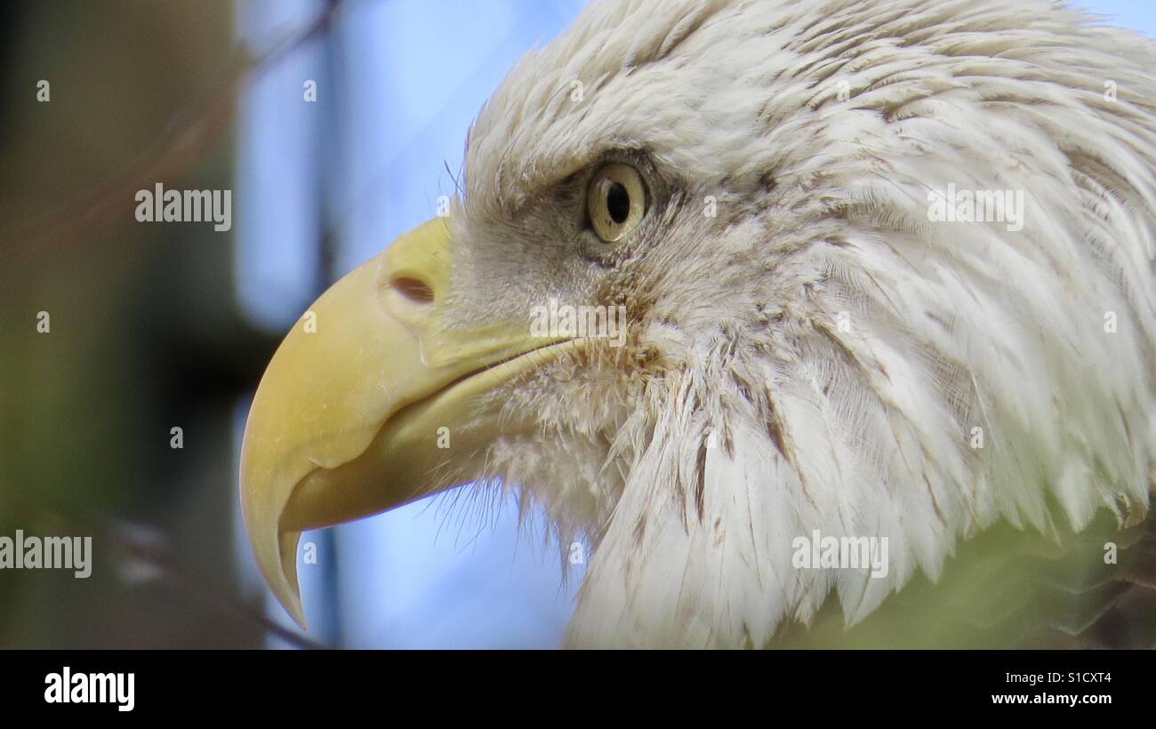 Eagle yellow beak hi-res stock photography and images - Alamy