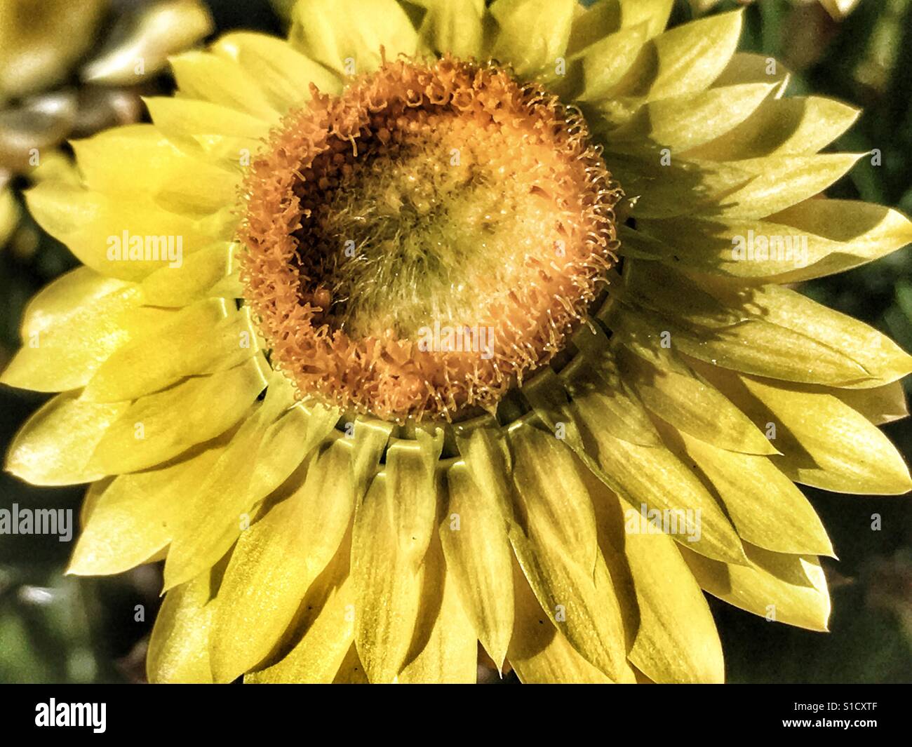 Golden everlasting flower Stock Photo - Alamy